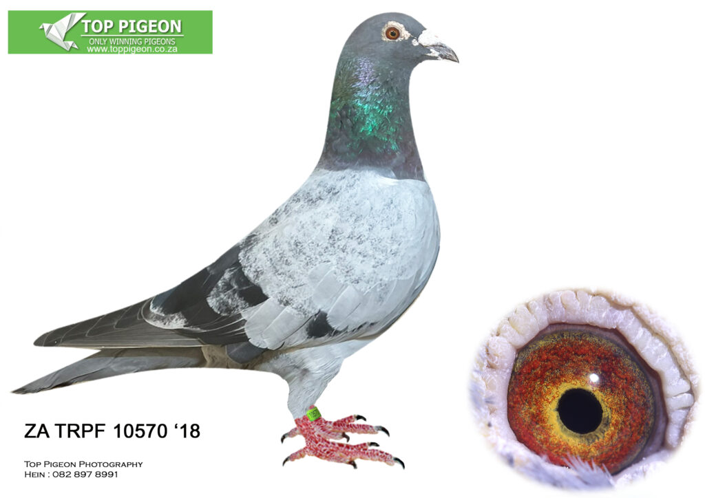 .LOT 7 DIAMOND AUCTION –ZA 18 TRPF 10570 – SIRE:24396- BB-FED WINNER NEST MATE SISTER FED WINNER ...