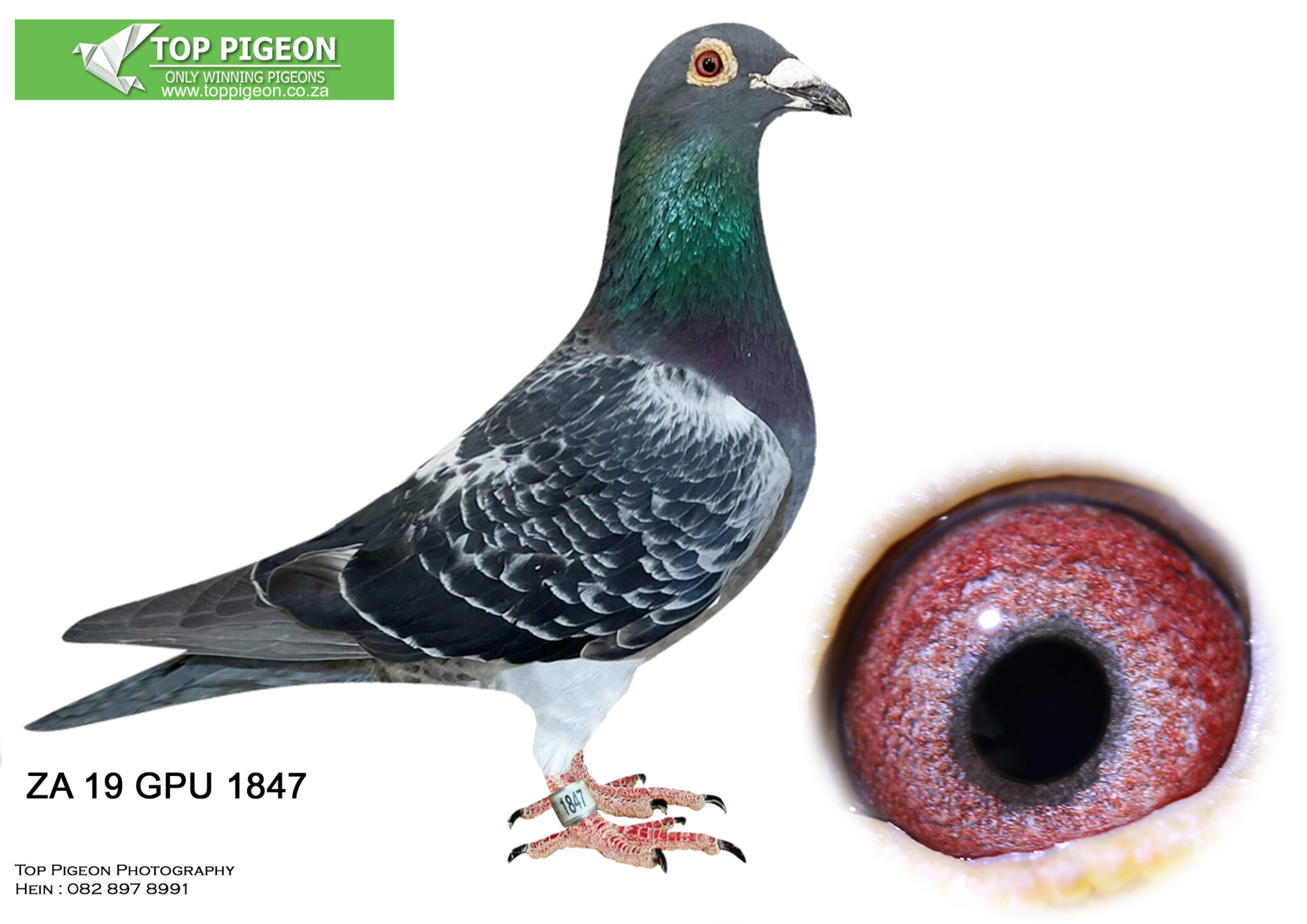 Lot 17 Racing Silver Back Stud-ZA 19 GPU 1847 DCH – 100% Hardy Kruger. He is a double winner in ...