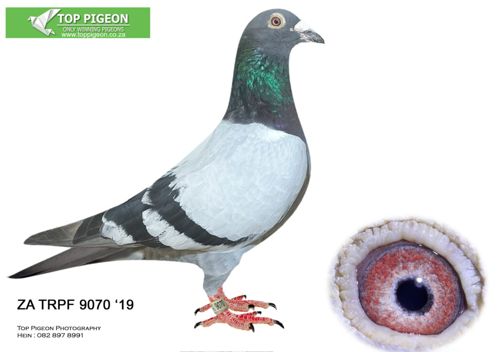 Lot 68 KItchenbrand Lofts Auction 2-ZA 19 TRPF 9070 – SIRE: 2319 16 TRPFD. VIETNAM. BRED OUT OF ...