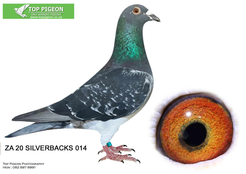 Lot 12 Racing Silver Back Stud-ZA 20 SILVERBACKS 014 DCH – Thunder ...