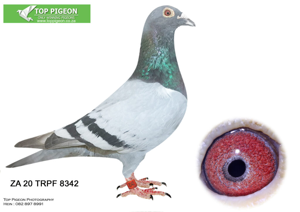 .Lot 3 TOP PIGEON FEBRUARY AUCTION-ZA 20 TRPF 8342