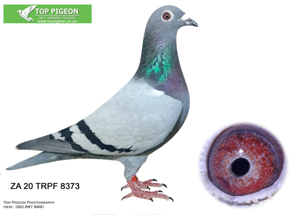 Lot 57 Kitchenbrand Lofts Auction 2-ZA 20 TRPF 8373 – SIRE: 3628 ZA 17 TRPF-D. FULL BROTHER TO 3 ...