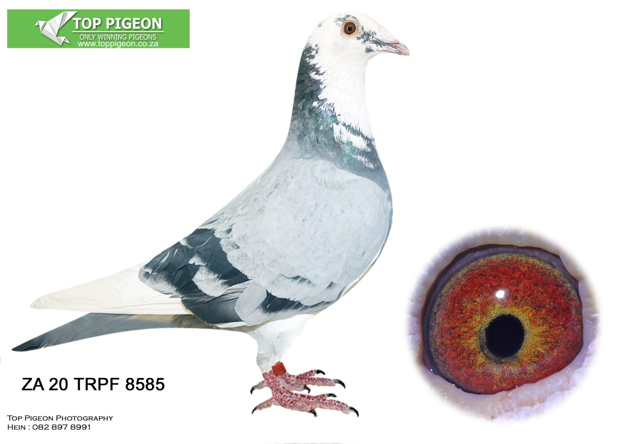 Lot 65 Kitchenbrand Lofts Auction 2-ZA 20 TRPF 8585 – DAM:10539 Schmidt ...