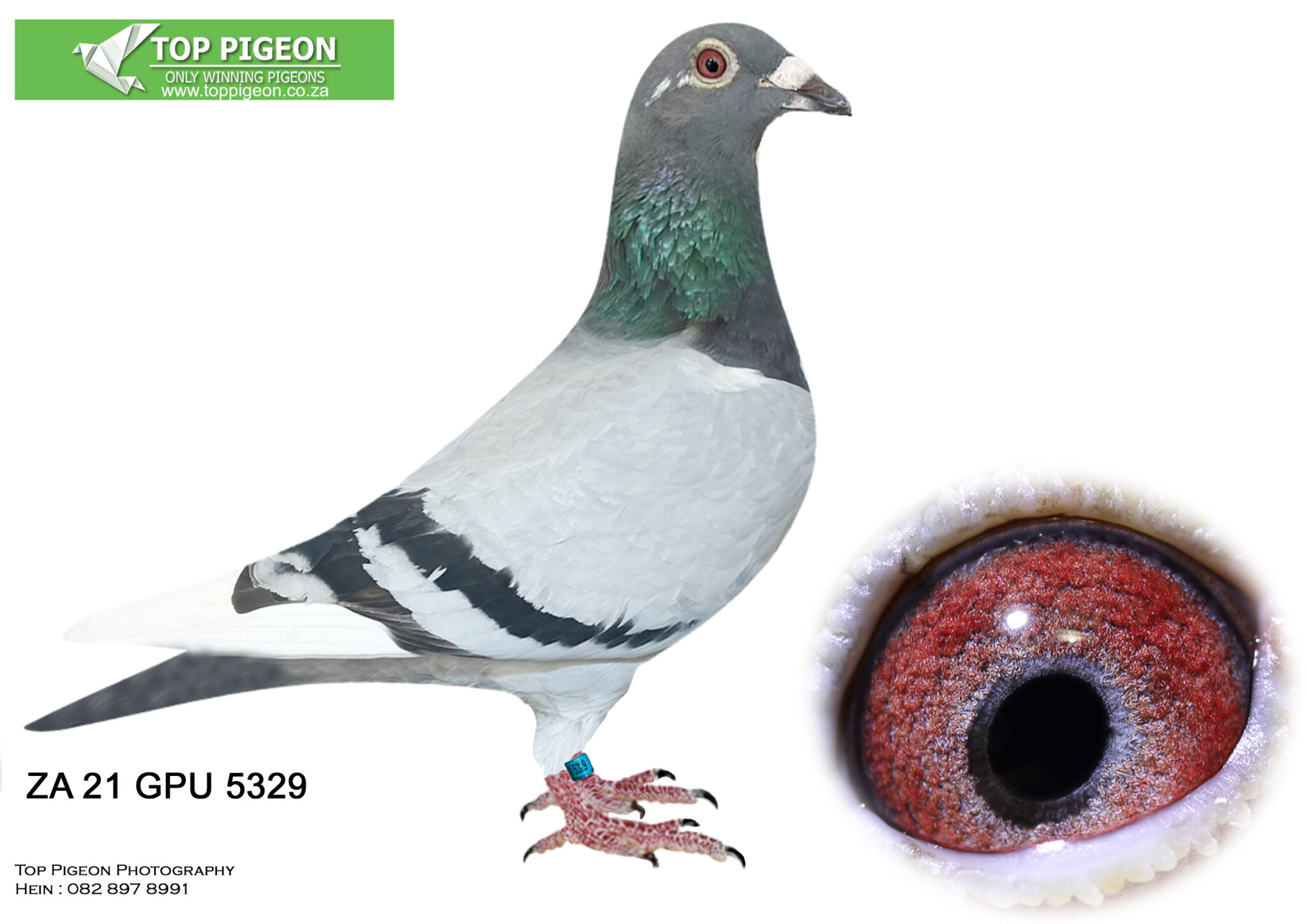 Lot 18 Racing Silver Back Stud-ZA 21 GPU 5329 BBWF – Klaas / Sudhoff ...