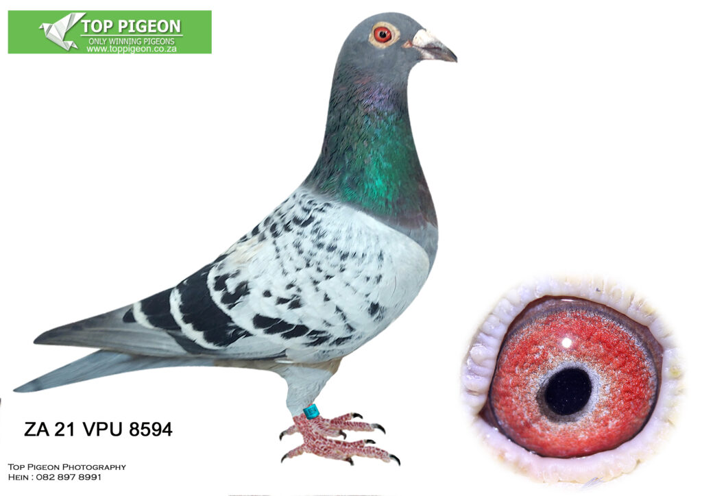 LOT 15 TOP PIGEON EARLY JUNE-ZA 21 VPU 8594 BC C – SIRE: 11967 ZA VNRF ...