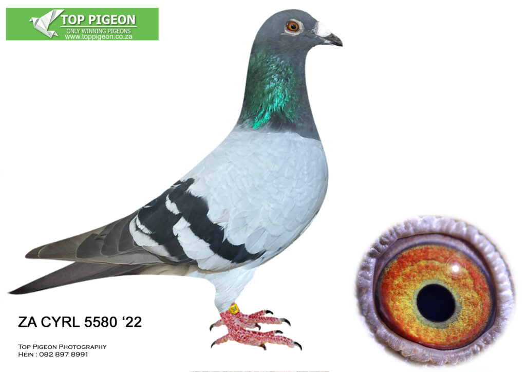 Lot 24 Coetzee Lofts-ZA 22 CYRL 5580—–SIRE AND DAM BRED THE SAME AS 2ND ...