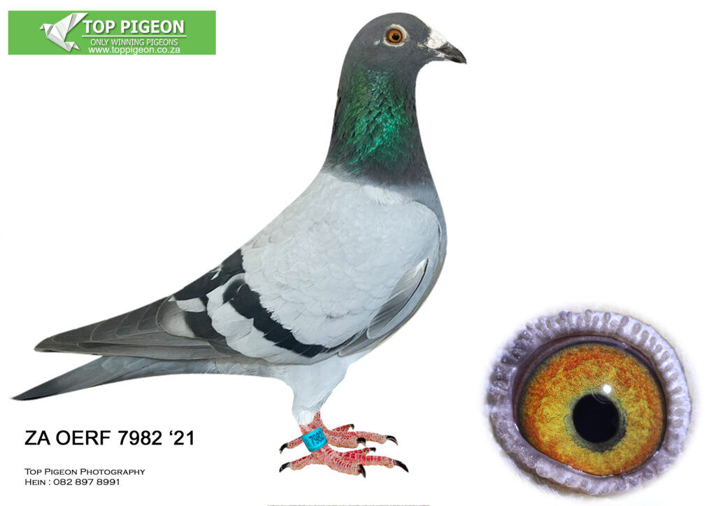 LOT 22 HOT THURSDAY NIGHT AUCTION -ZA GPU 2022 8534 BBAR -HALF SIBLING TP 7TH FINAL AFRIKAPRO ...