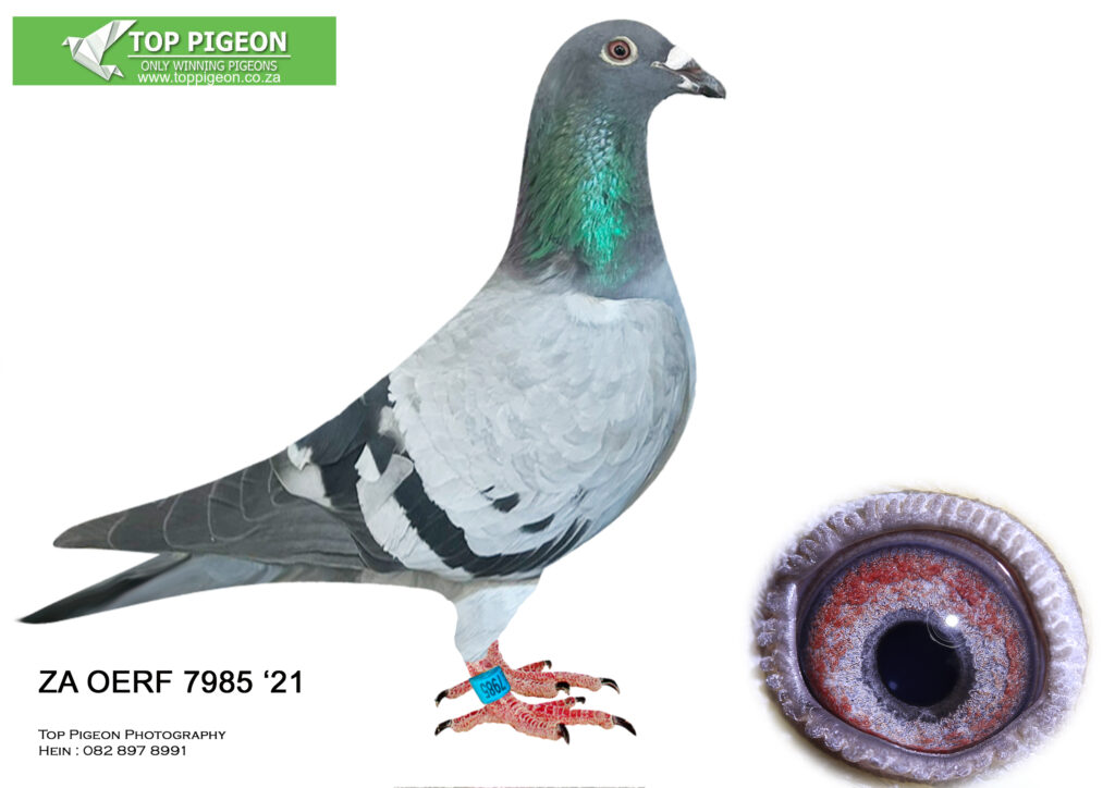 LOT 22 WOMANS DAY AUCTION –ZA 22 OERF 7985—-SAME BRED AS 2ND BARZALONA RACE DINOKENG 2022. SIRE ...