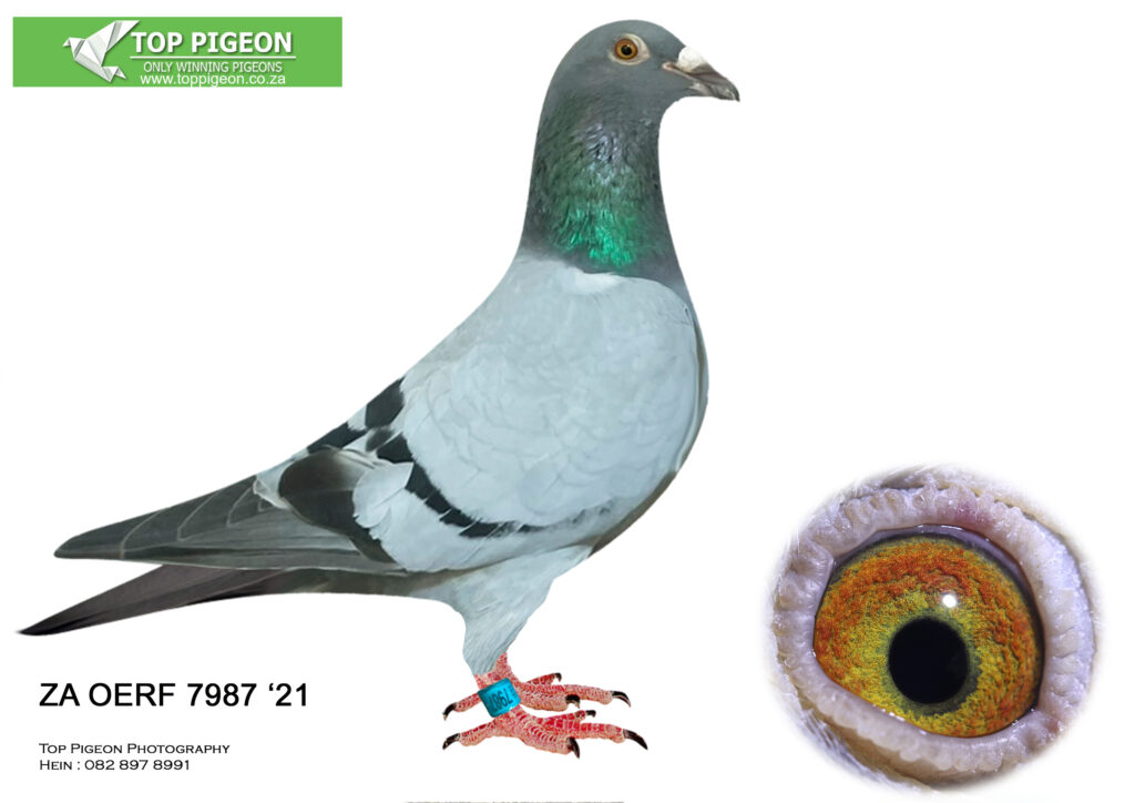 LOT 75 BENEKE LOFTS AUCTION 2-ZA 21 OERF 7987—-KAASBOER CROSS.——- SIRE: GRPF 20 ZA 4466. “DOUBLE ...