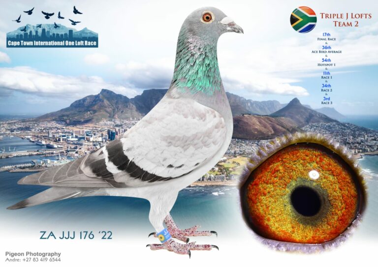 Lot 17 Cape Town Lofts-TRIPLE J LOFTS TEAM 2-ZA 22 JJJ 176 BB H–17th Final- 6TH HS2- 3RD RACE3 ...