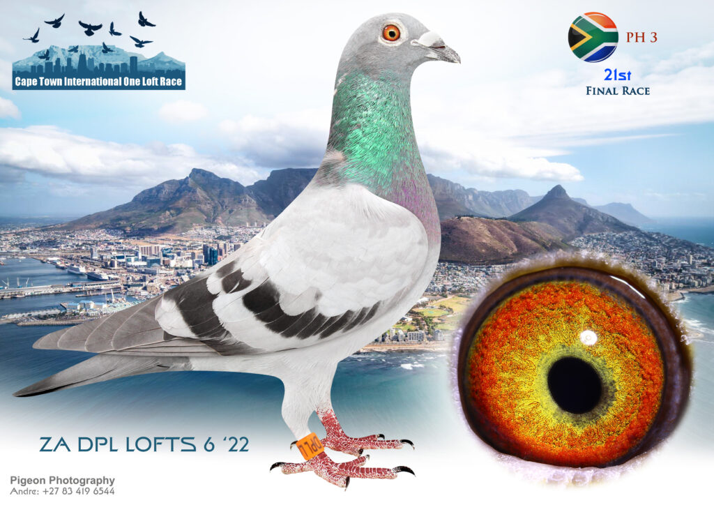 Lot 21 Cape Town Lofts-PH3-BRED BY DIEPLAAGTE & STERKFONTEIN LOFTS-ZA 22 DPL LOFTS 6 BB C – 21ST ...