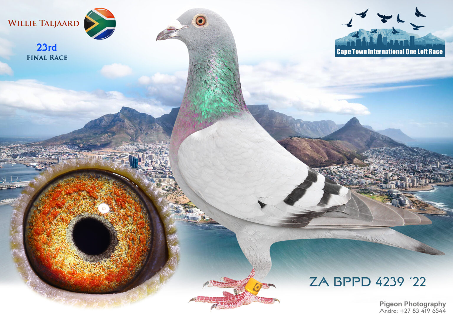 Lot 23 Cape Town Lofts- WILLIE TALJAARD-ZA 22 BBPD 4239 BB C – 23RD FINAL.—–SIRE: ZA 21 BDUD ...