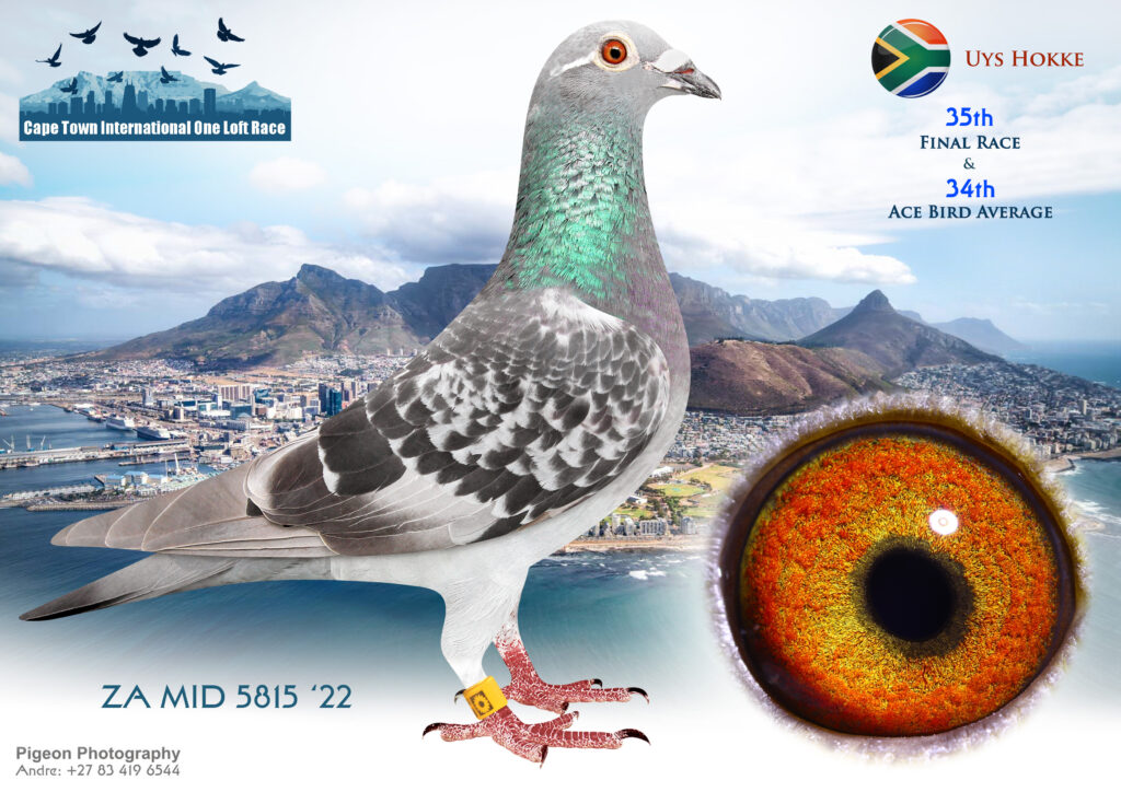 Lot 35 Cape Town Lofts-UYS HOKKE-ZA 22 MID 5815 CH H–35TH Final.- 34TH ACE BIRD.—-SIRE: ZA 18 ...