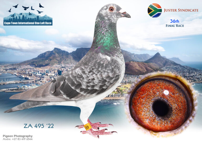 Lot 36 Cape Town Lofts-JUSTER SYNDICATE-ZA 22 KPU 495 GRIZ C–36TH FINAL. —SIRE: ZA DPL 21 57 ...