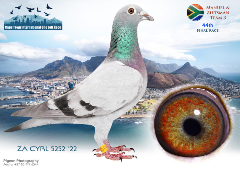 Lot 44 Cape Town Lofts-MANUEL & ZIETSMAN TEAM 3-ZA 22 CYRIL 5252 BB H–44TH Final– MORTIMER ...