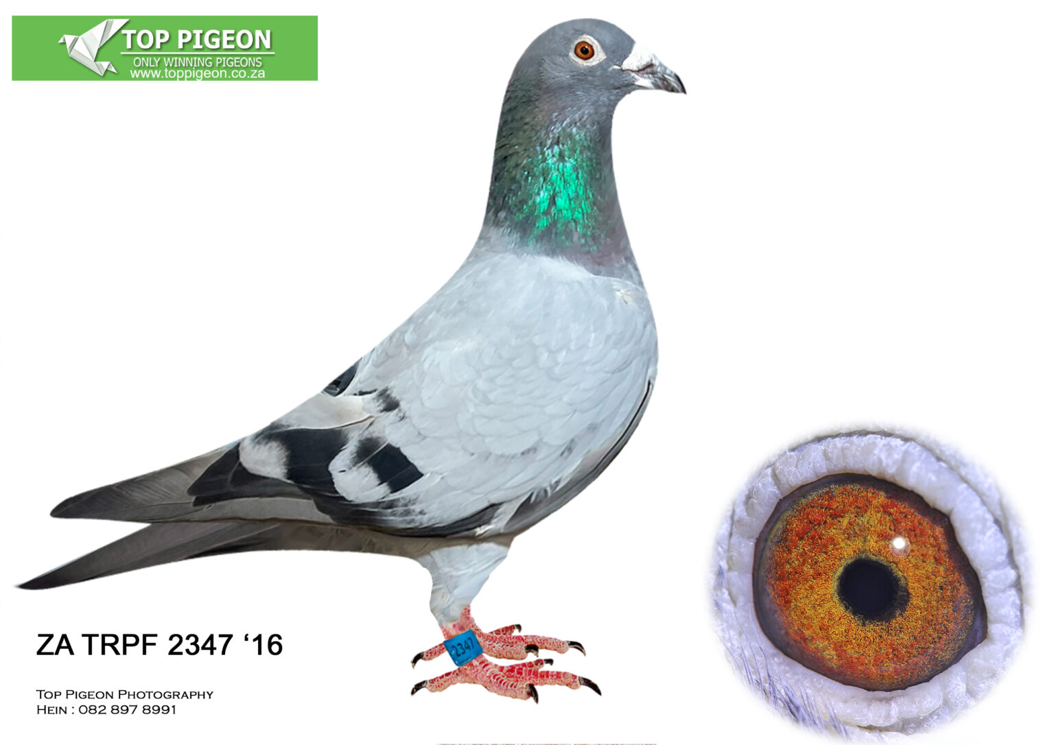 Lot 11 Kitchenbrand Lofts Auction 3-ZA 16 TRPF 2347 – SIRE: 1035 ZA 07 THU. MORTIMER. THIS COCK ...