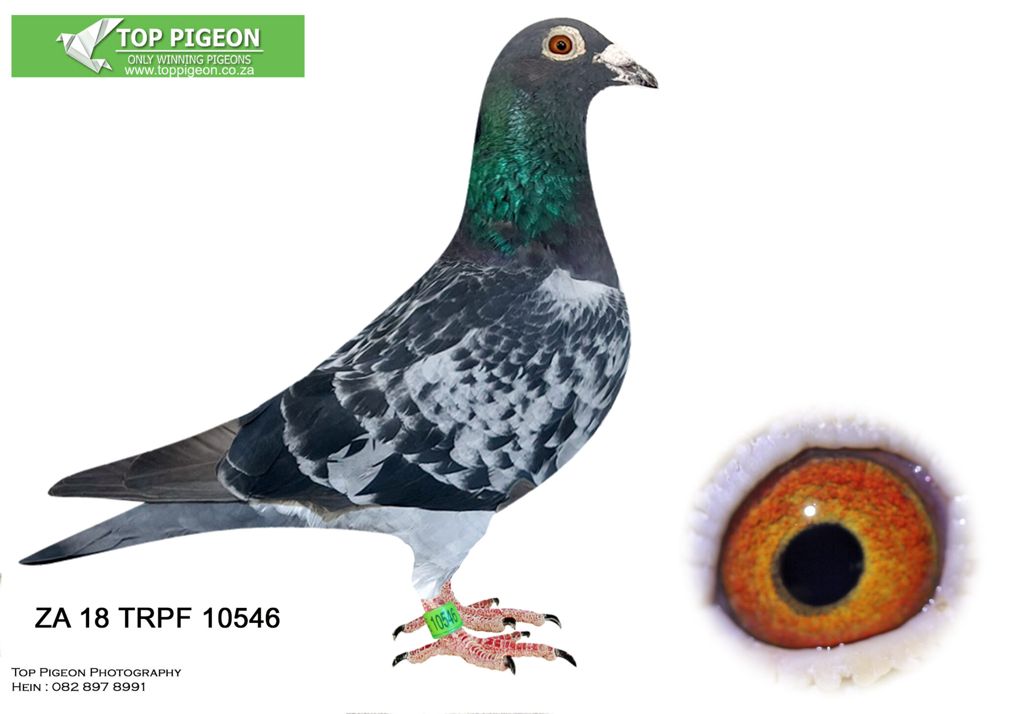 Lot 53 Kitchenbrand Lofts Auction 3-ZA 18 TRPF 10546 – SIRE: ZA TRPF 00396.—– GRAND SIRE: 24332 ...