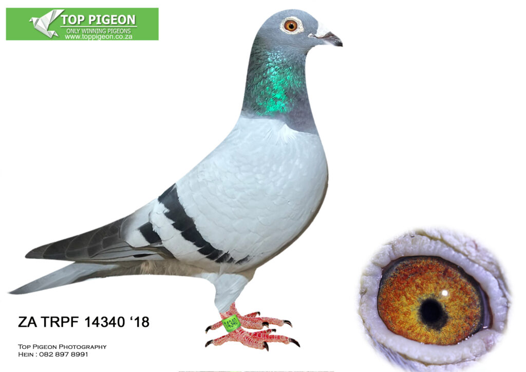 Lot 16 Kitchenbrand Lofts Auction 3-ZA 18 TRPF 14340 – SIRE: 25618 ZA 12 TRPF . GRANDSON OF BIG ...