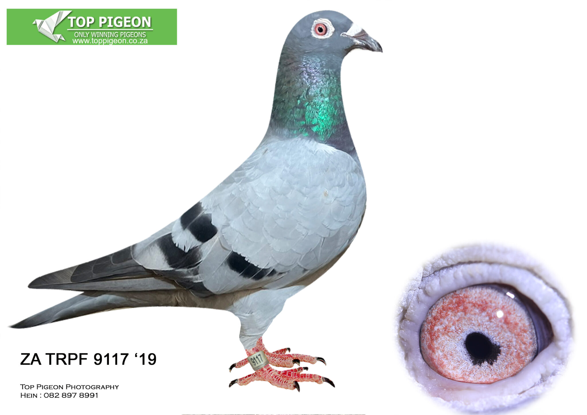 LOT 11 TOP PIGEON MAGIC AUCTION –ZA 19 TRPF 9117 – SIRE:17493 Son of ...