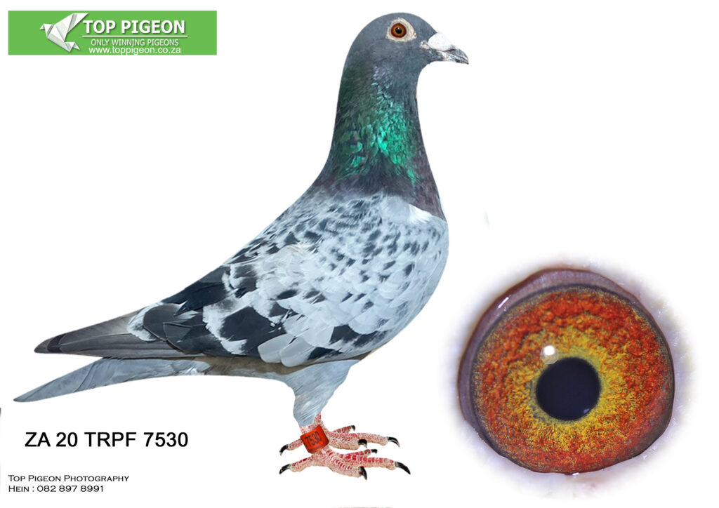 Lot 27 Kitchenbrand Lofts Auction 3-ZA 20 TRPF 7530 – SIRE: : 2215 ZA 16 TRPF-D. THIS COCK IS ...