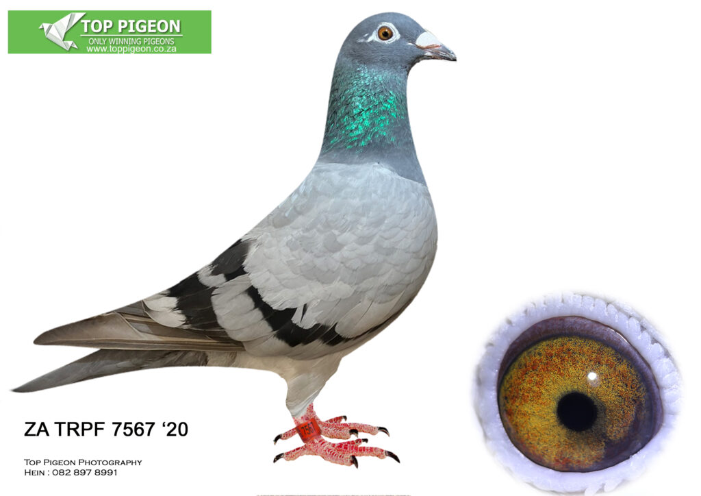 Lot 14 Kitchenbrand Lofts Auction 3-ZA 20 TRPF 7567 –THIS BIRD IS BRED FROM “BILLYBOY” SON OF ...