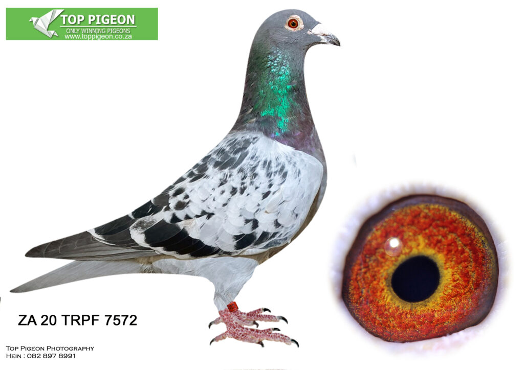 Lot 33 Kitchenbrand Lofts Auction 3-ZA 20 TRPF 7572 – SIRE:25599″03 Cock”-Click Pair/Jeff ...