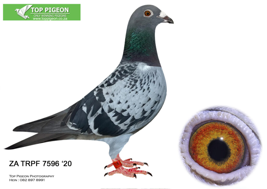 t..Lot 128 Kitchenbrand Lofts Auction 3-ZA 20 TRPF 7596 – SIRE: ZA 16 GPU 10050—- DAM:ZA 18 GPU ...