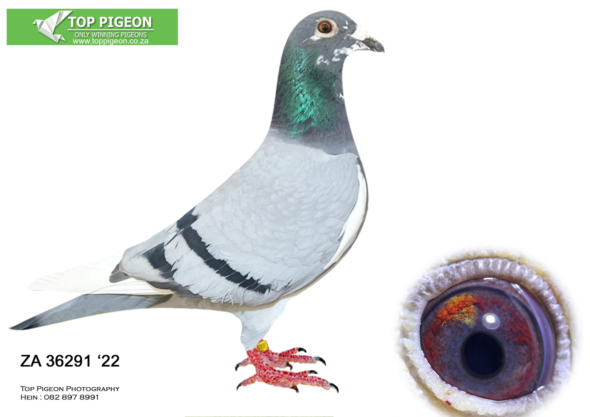 Lot 14 McDermott GPU Auction -ZA 22 36291 – SIRE: TRPF 16 18058. Color ...