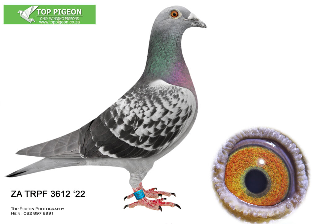 Lot 13 McDermott GPU Auction— -ZA 22 TRPF 3612 – SIRE: TRPF 16 18058. Color: BB WF. FULL BROTHER ...