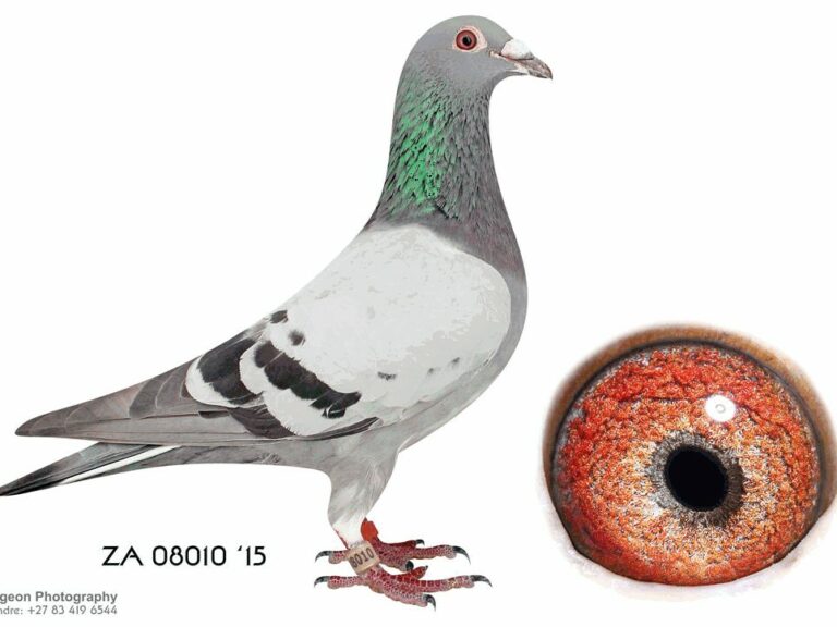.LOT 1 BENEKE LOFTS AUCTION 3 -ZA 15 08010 – “JACQUETTE” . ORNAT ...
