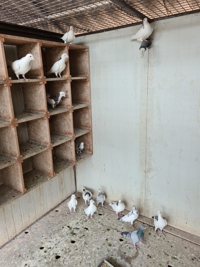 Lot 53 – Kitchenbrand Lofts Auction 5 – 14 x mixed Pigeons