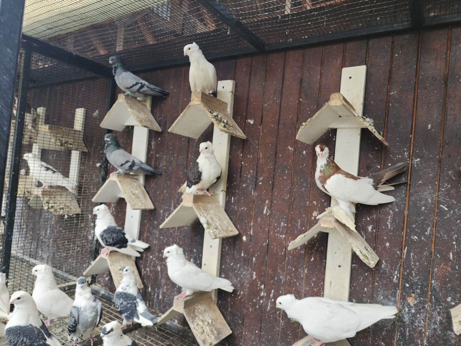 Lot 52 – Kitchenbrand Lofts Auction 5 – 15 x Fancy Pigeons