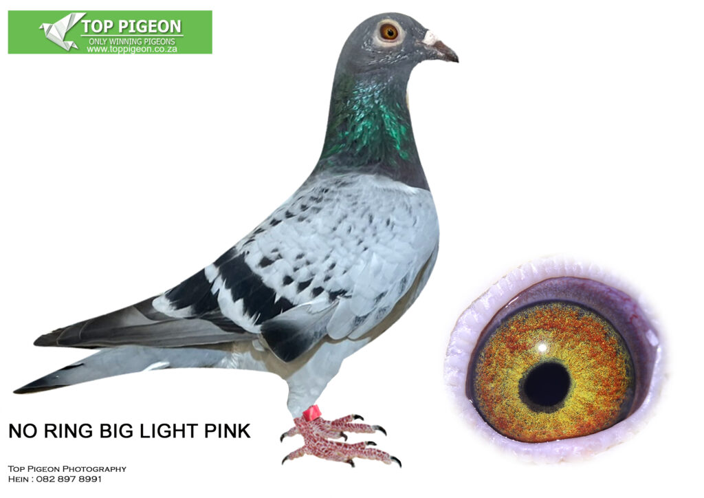 Lot 28 Kitchenbrand Lofts Auction 5-NO RING BIG PINK