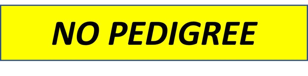 LOT 17 DINOKENG OLR – ZA 22 CYRIL 1883 “RINGO” – PHALA PHALA LOFTS – TEAM 1