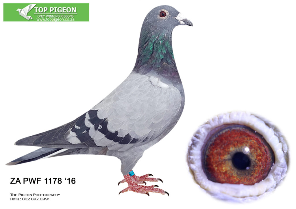 LOT 37 BENEKE LOFTS AUCTION 2-ZA 16 PWF 1178 —5TH ALBERTON CLUB 20TH TRPF DEWETSDORP 2017— 3RD ...