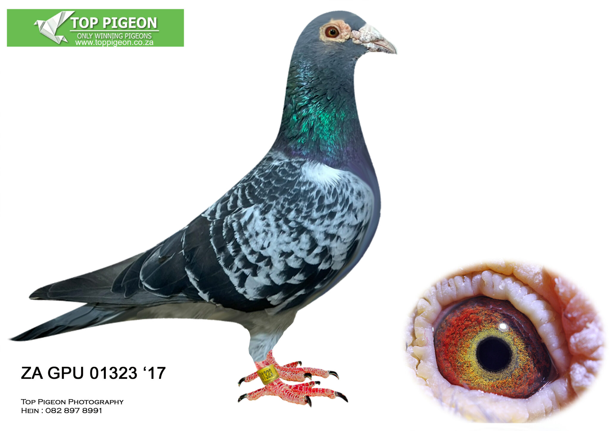 LOT 18 TOP PIGEON EARLY AUGUST – –-ZA 17 GPU 01323 – EX MARK ...
