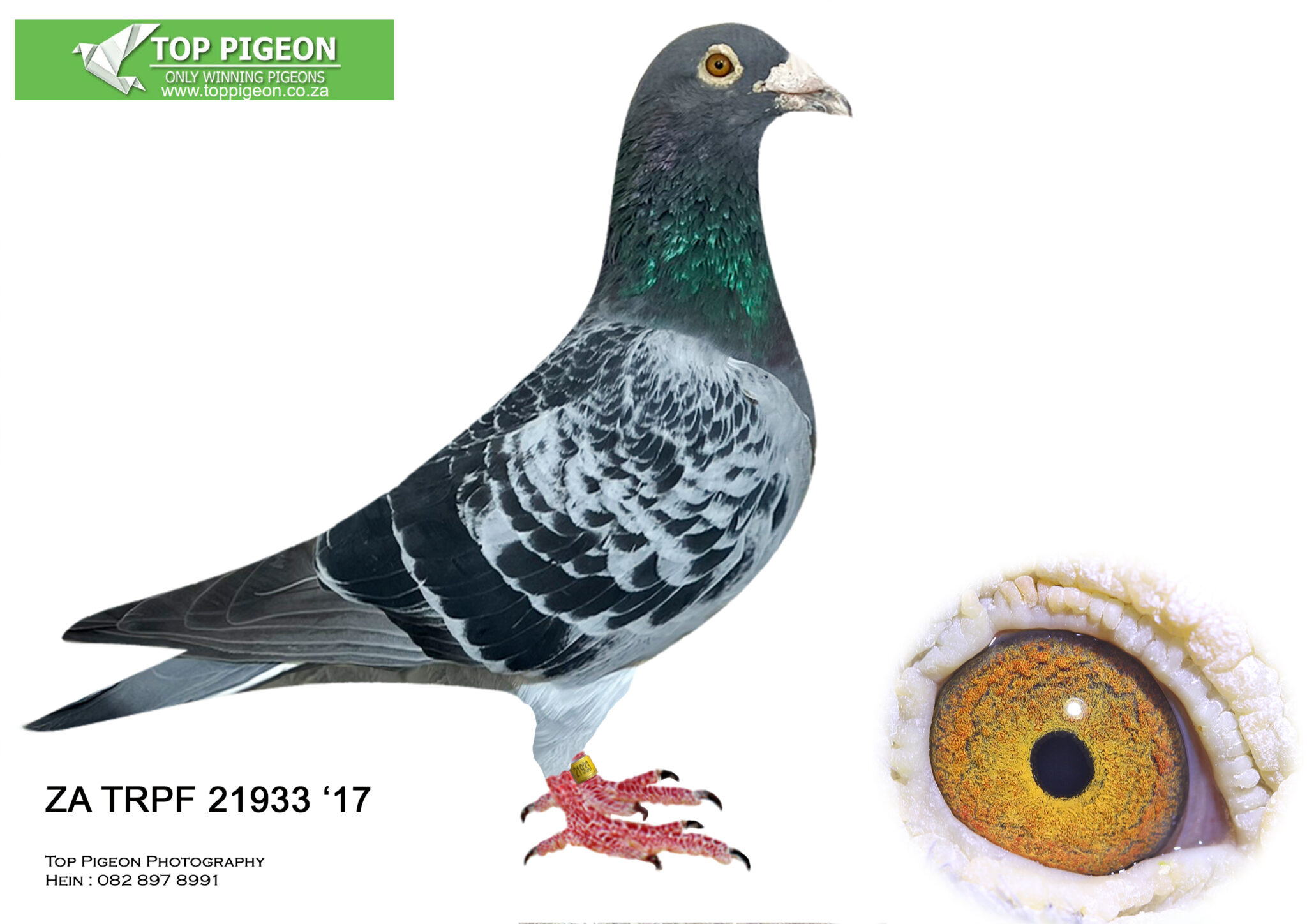 t..Lot 118 Kitchenbrand Lofts Auction 4-ZA 17 TRPF 21933