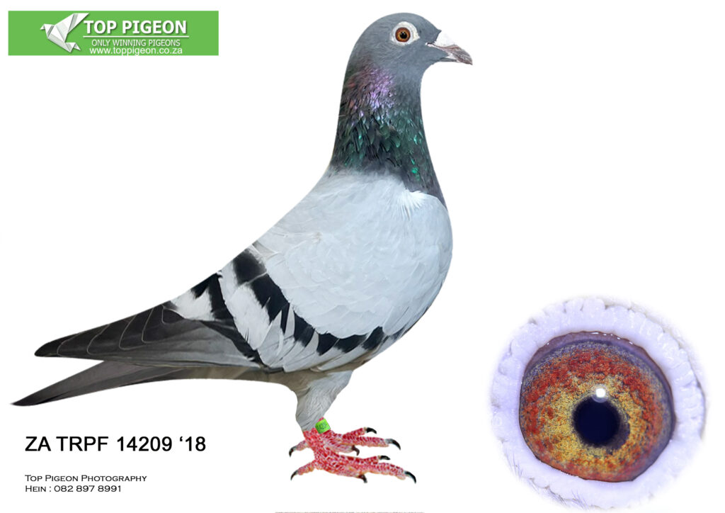 Lot 80 Kitchenbrand Lofts Auction 4-ZA 18 TRPF 14209 -ALBERTON CLUB WINNER!!!!! also 6th GPU ...