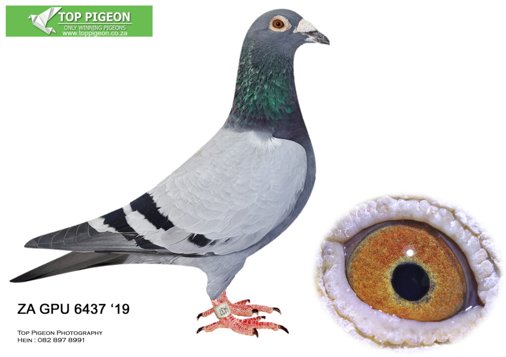 LOT 25 TOP PIGEON EASTER-ZA 19 GPU 6437 BB – SIRE – 8477 TRPF ZA 16 “BARCELONA” Flew 11th ...