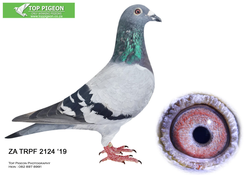 .LOT 2 WACKY WEDNESDAY – – ZA 19 TRPF 2124 BB -(BRED BY BENEKE LOFTS)–6TH ALBERTON CLUB AND 17TH ...