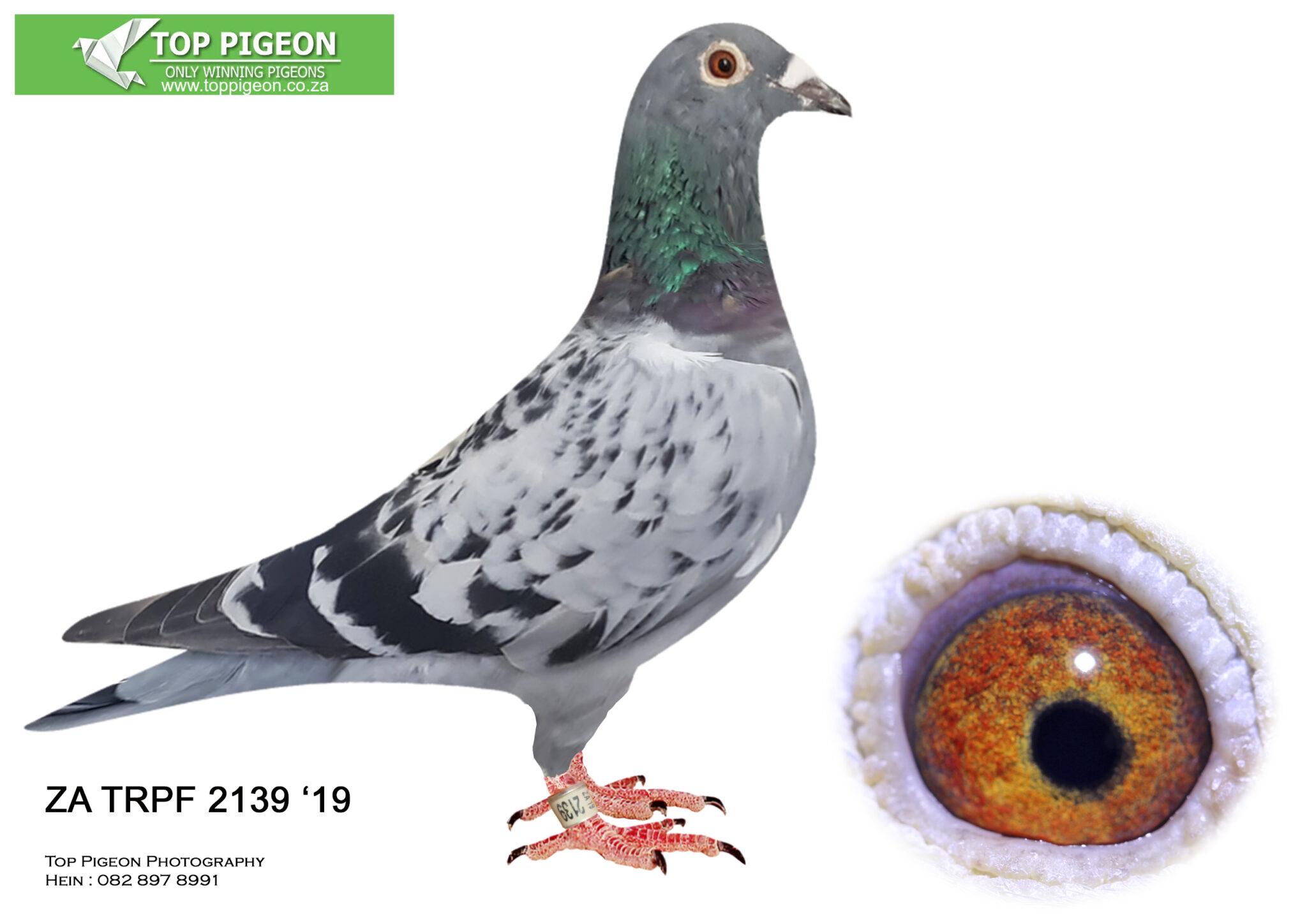 LOT 23 TOP PIGEON EARLY AUGUST – ZA 21 TRPF 2139 CH –7TH ALBERTON CLUB ...