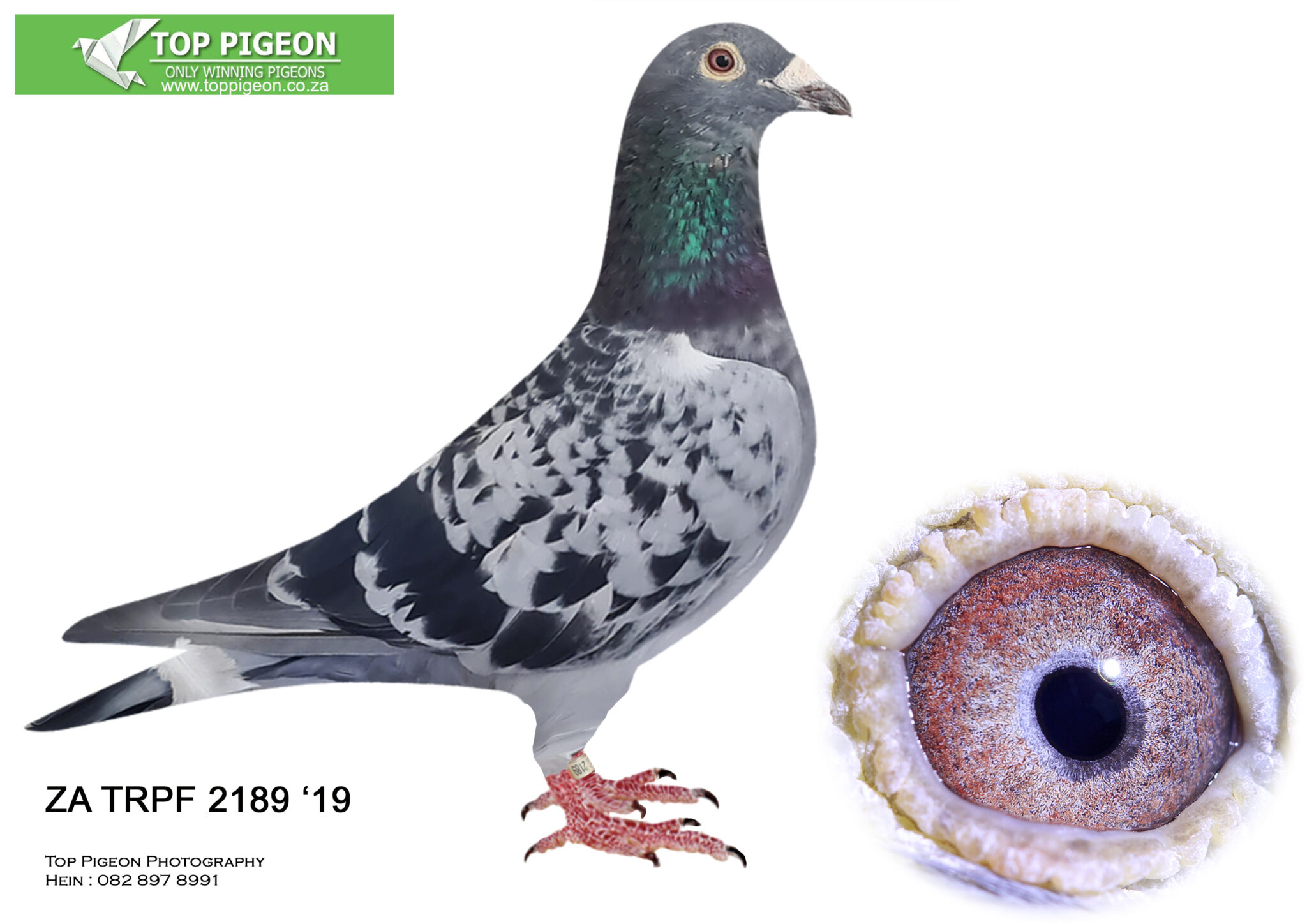 LOT 37 BENEKE LOFTS AUCTION 3-ZA 19 TRPF 2189 –8TH ALBERTON CLUB GPU ...