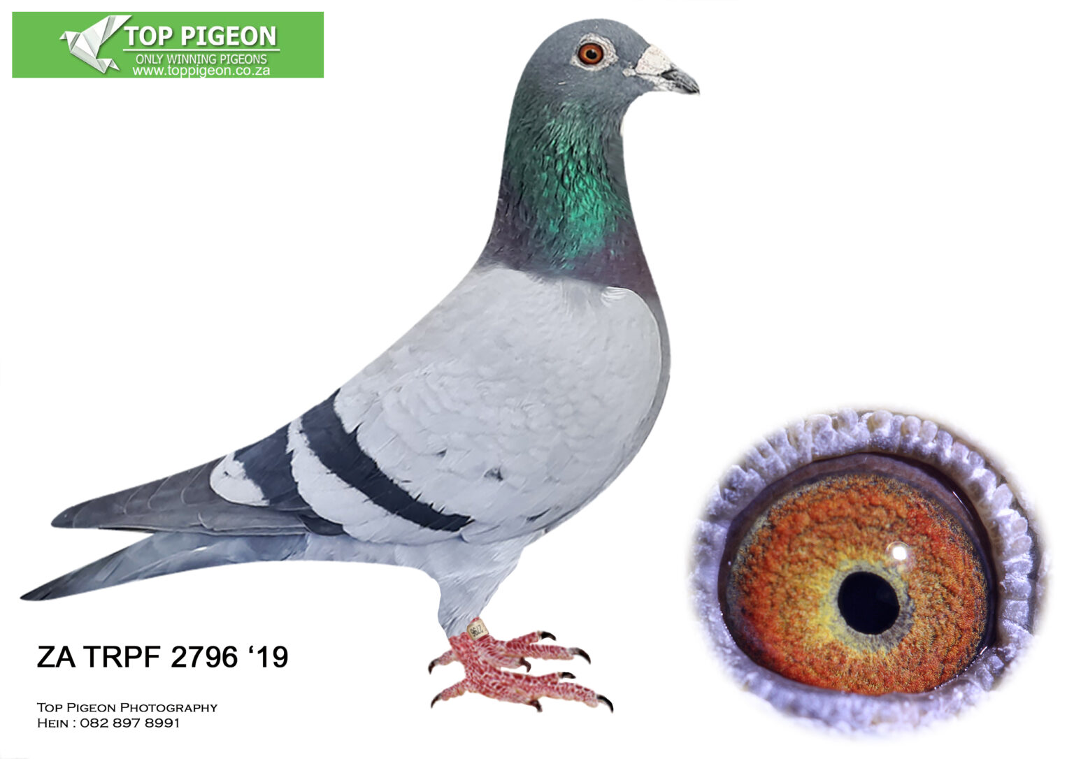 LOT 57 BENEKE LOFTS AUCTION 2-ZA 19 TRPF 2796 – SIRE : 03795 GB J 14 ...