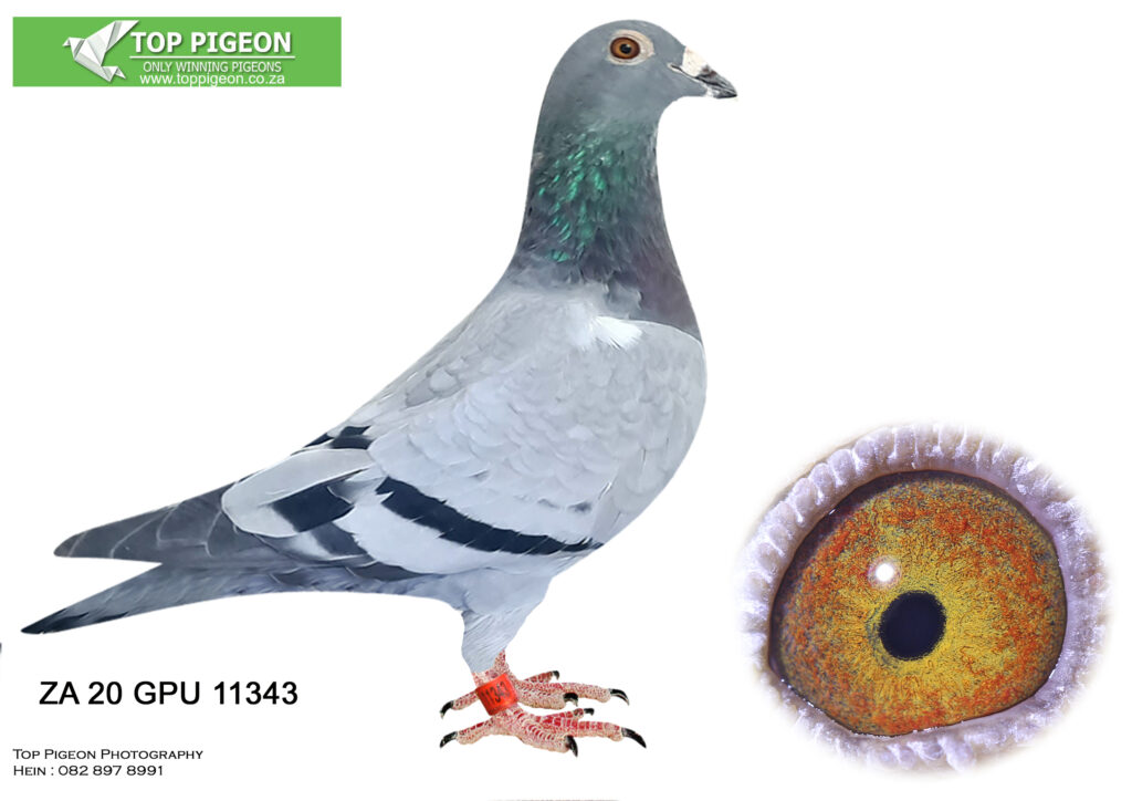 .LOT 5 BENEKE LOFTS AUCTION 2-ZA 20 GPU 11343 BB – Sire : ZA 08010-15 ...