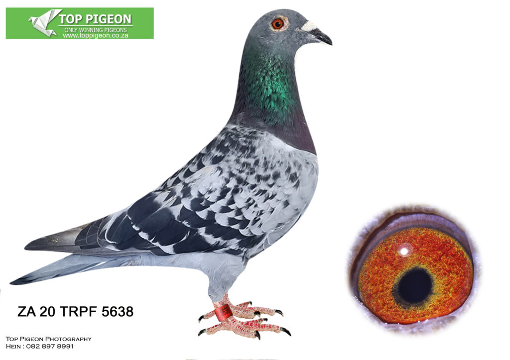 LOT 25 TOP PIGEON EARLY AUGUST – – ZA 20 TRPF 5638 CH –2ND BLOEMFONTEIN ...