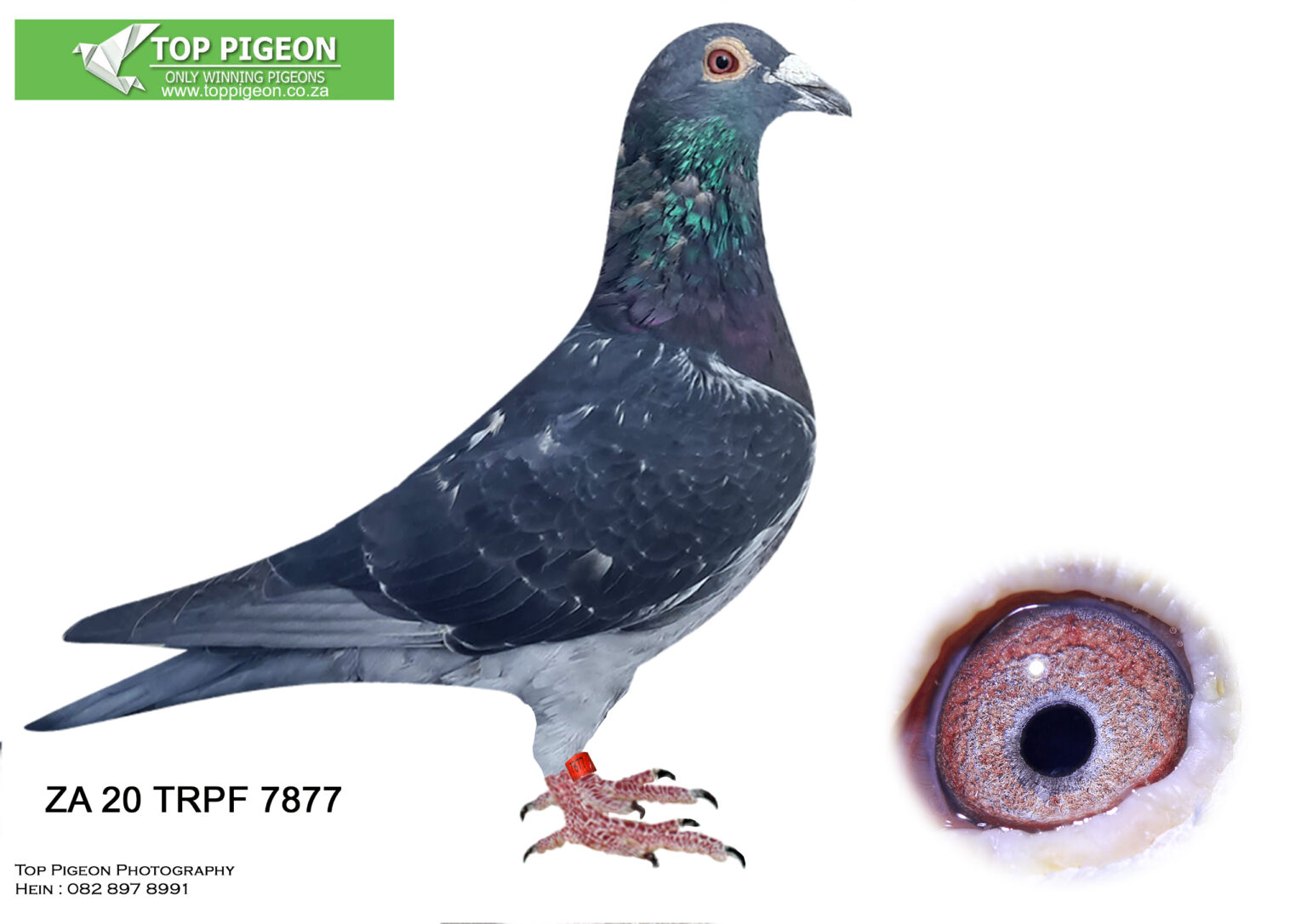 LOT 38 BENEKE LOFTS AUCTION 3 – ZA 20 TRPF 7877 – SIRE – 8477 TRPF ZA 16 “BARCELONA” Flew 11th ...