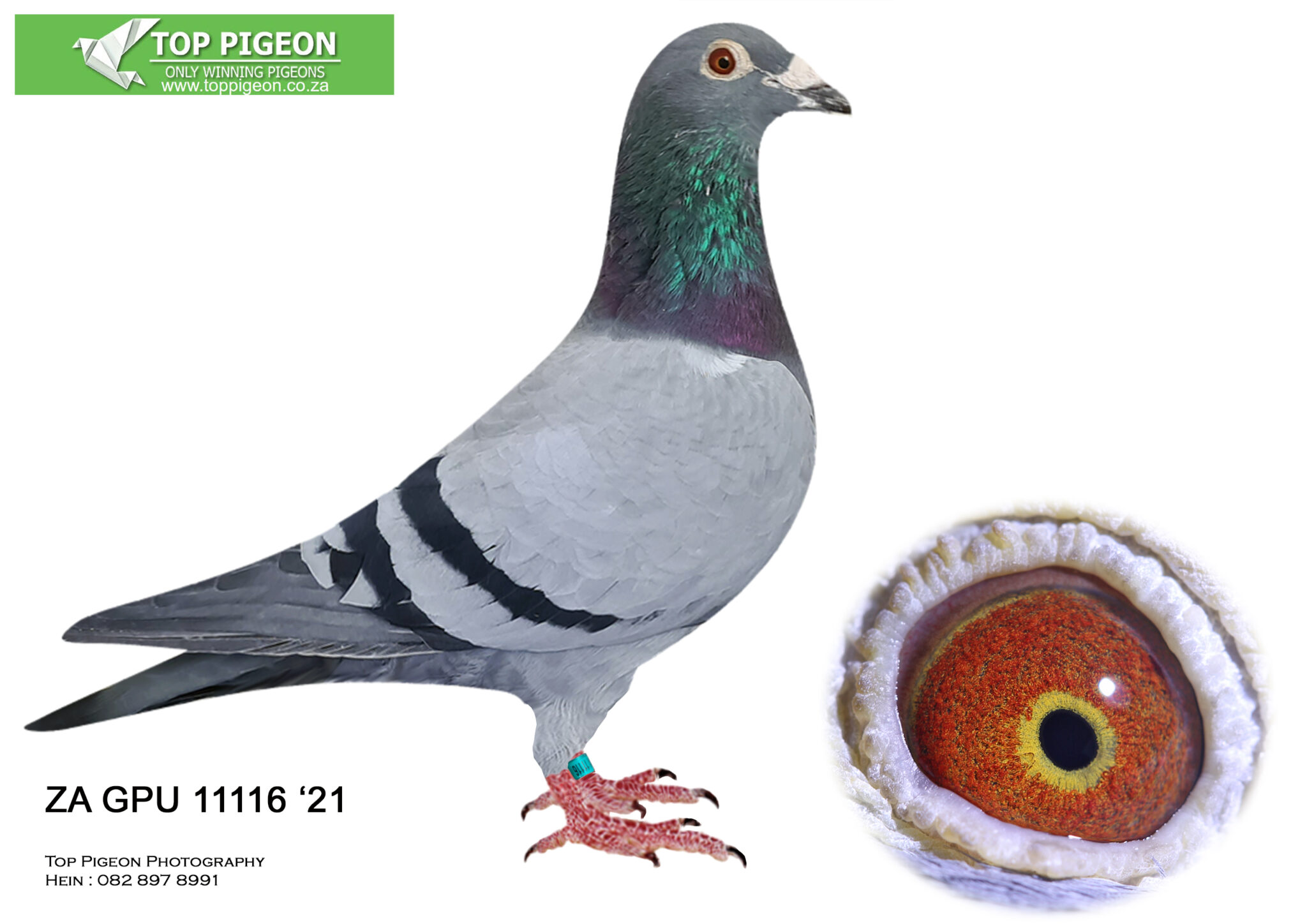 LOT 56 BENEKE LOFTS AUCTION 2 – ZA 21 GPU 11116 BB C – SIRE: 20597 TRPF ...