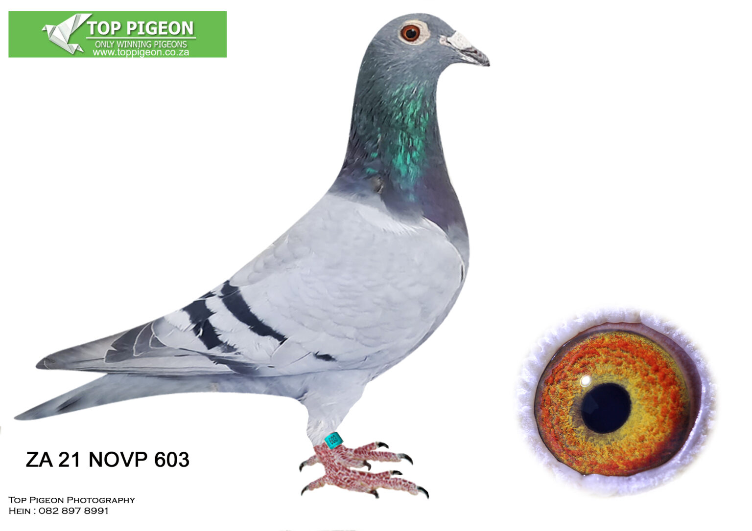 LOT 12 BENEKE LOFTS AUCTION 3 -ZA 21 NOVP 603 BB Hen – Bred By Aces ...