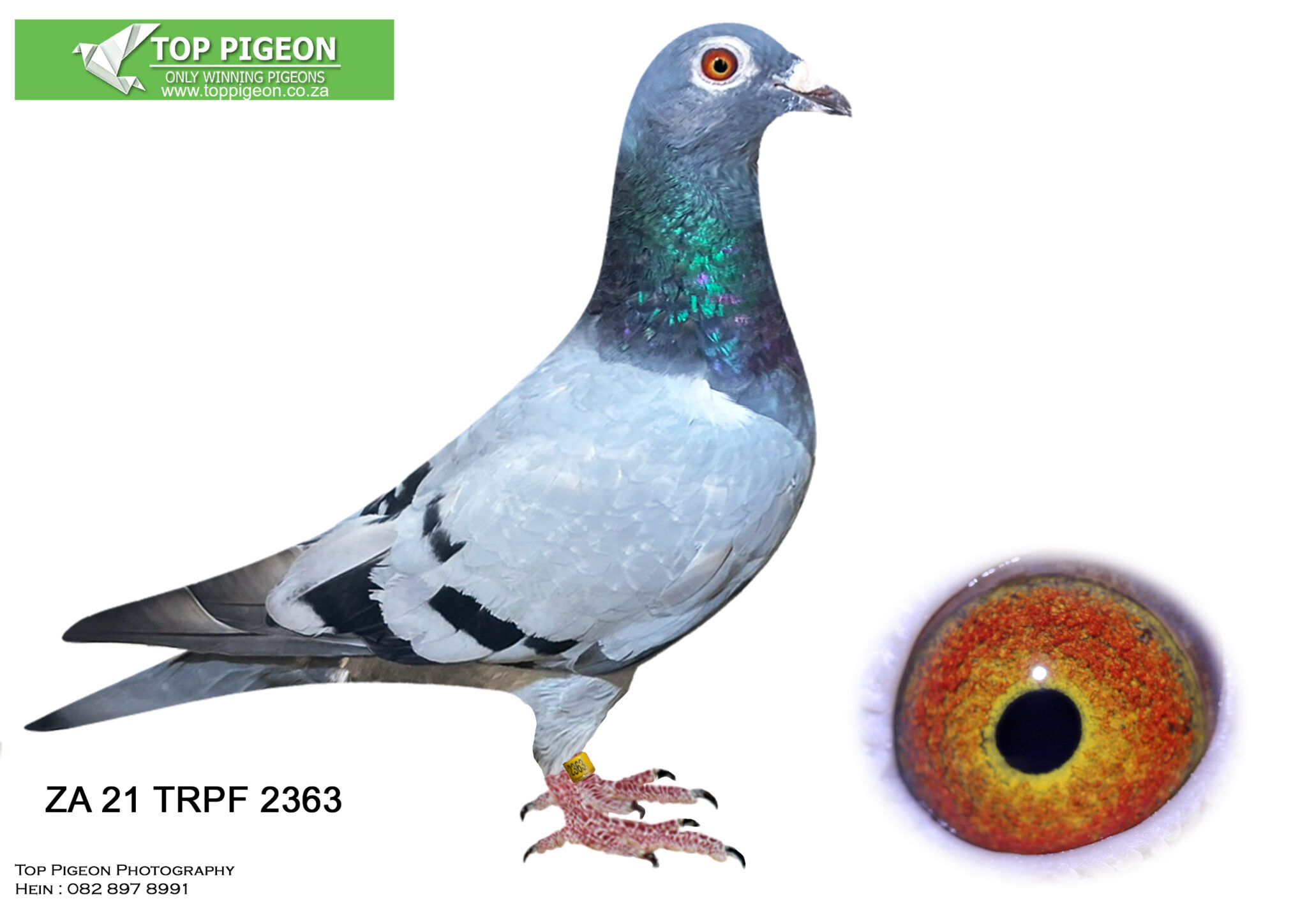 Lot 24 Kitchenbrand Lofts Auction 4-ZA 21 TRPF 2363 - Top Pigeon