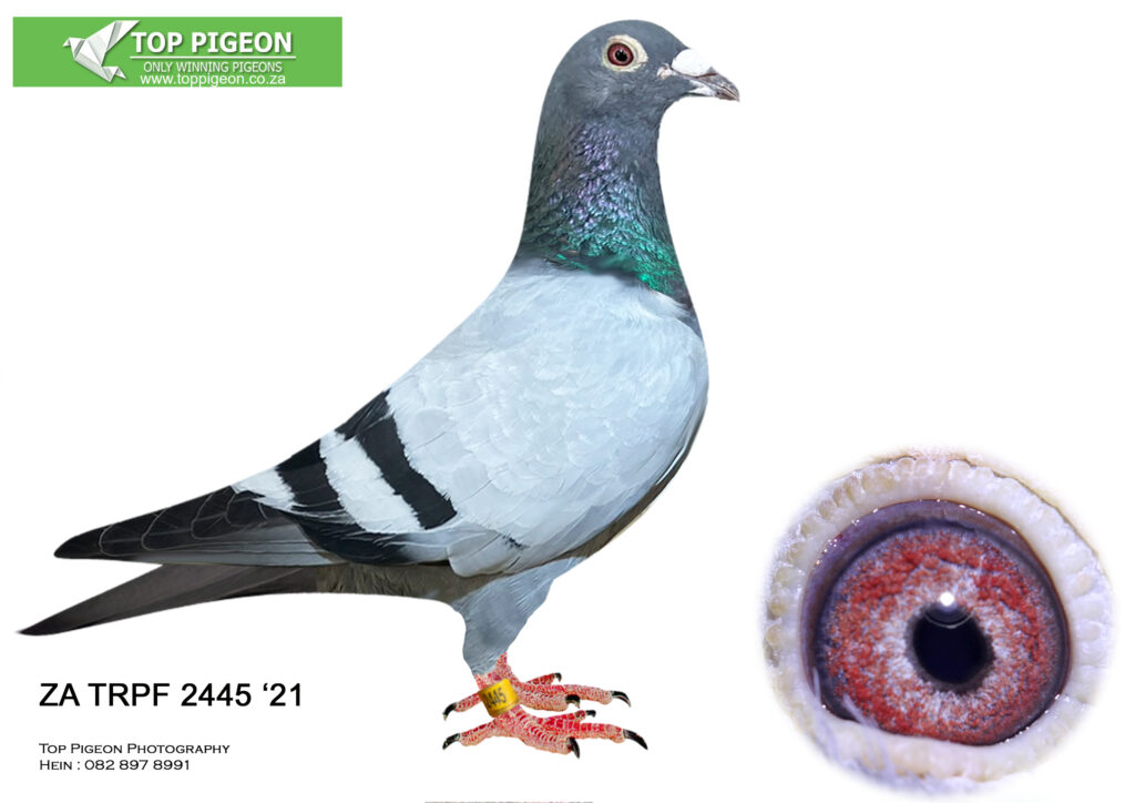 Lot 56 Kitchenbrand Lofts Auction 4-ZA 21 TRPF 2445 – SIRE: 9636 ZA 18 GPU . BRED OUT OF SUDHOFF ...